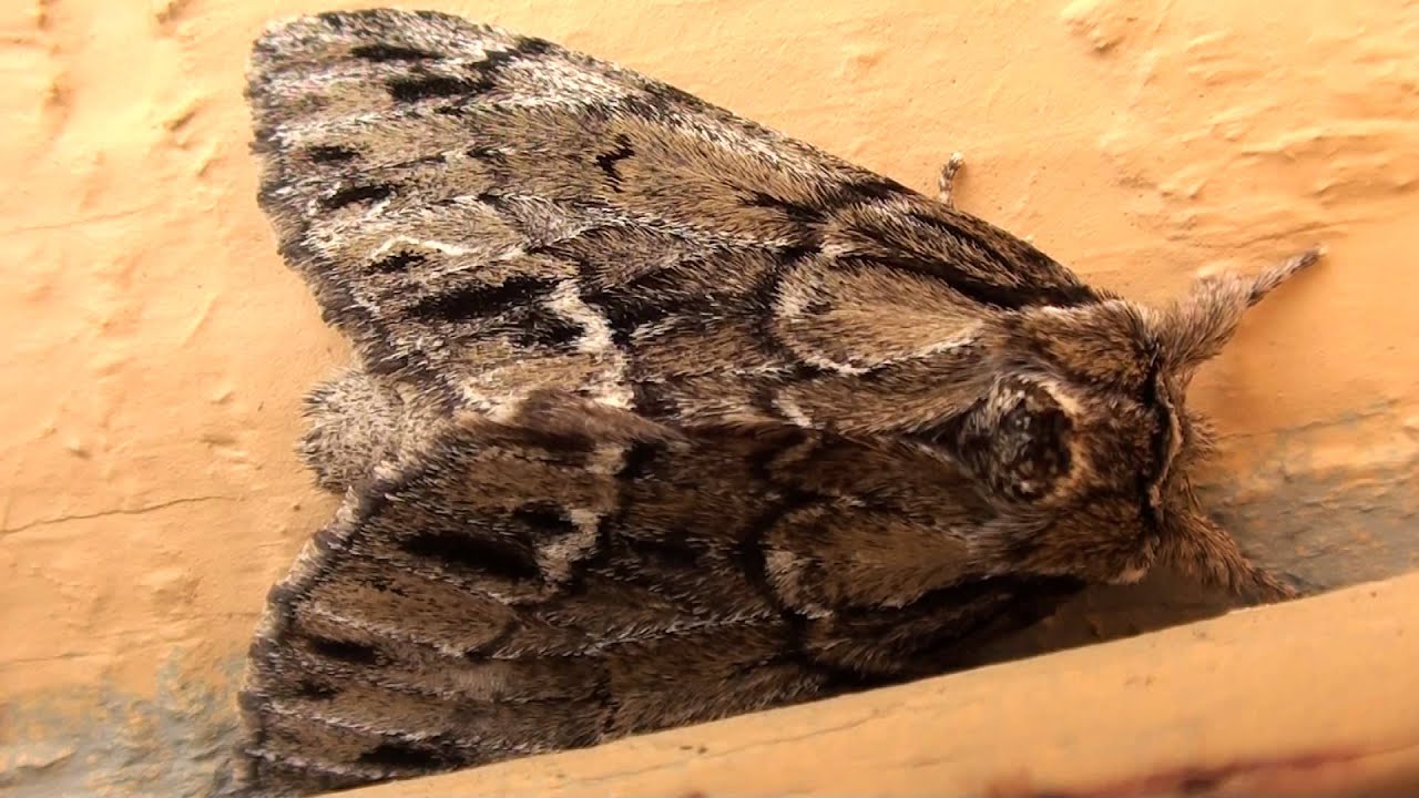 Georgian Prominent Moth (Notodontidae: Hyperaeschra georgica) on Wall ...