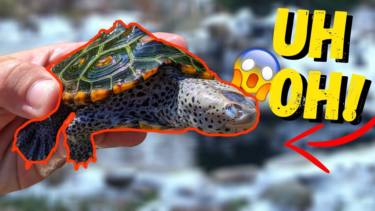 My TURTLE in TROUBLE during Hibernation!!! - YouTube
