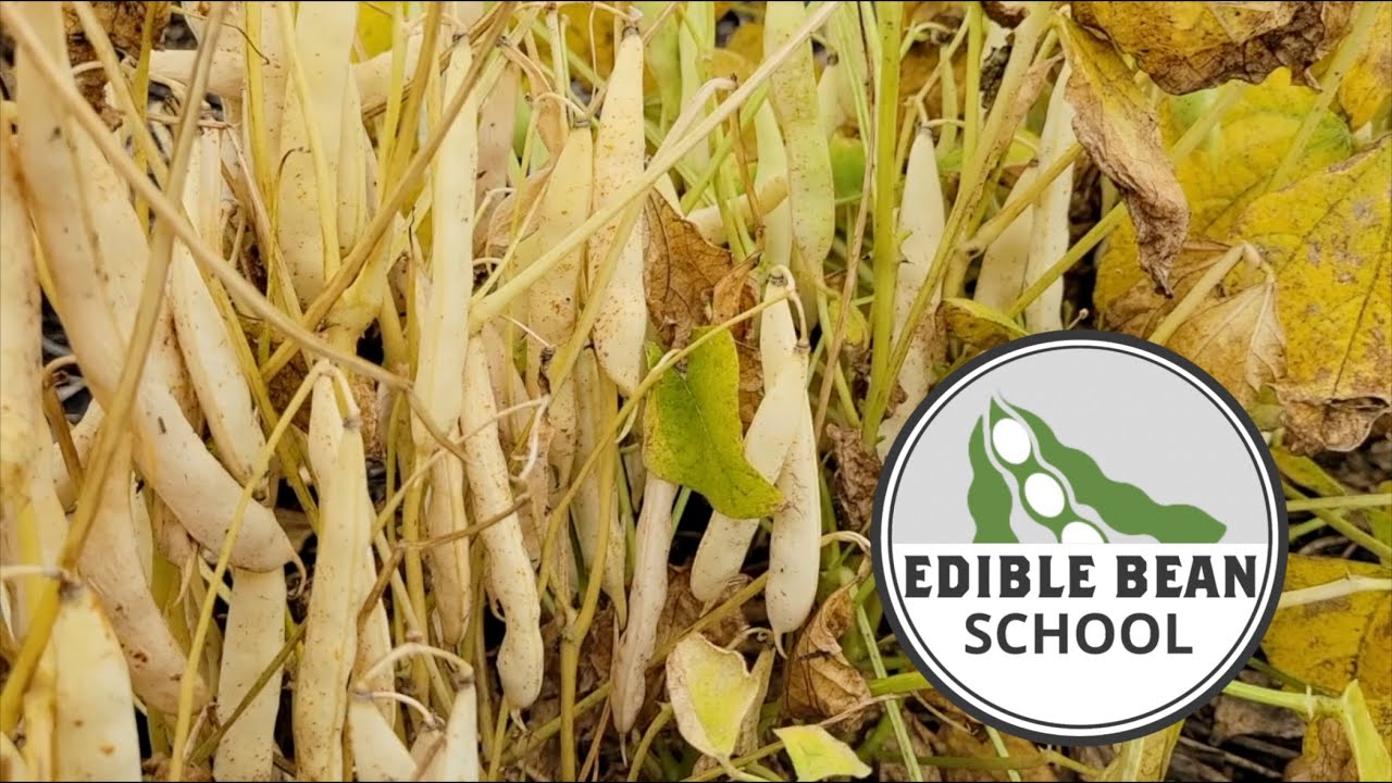 Edible Bean School: Fine-tuning N rates and fungicide decisions through ...