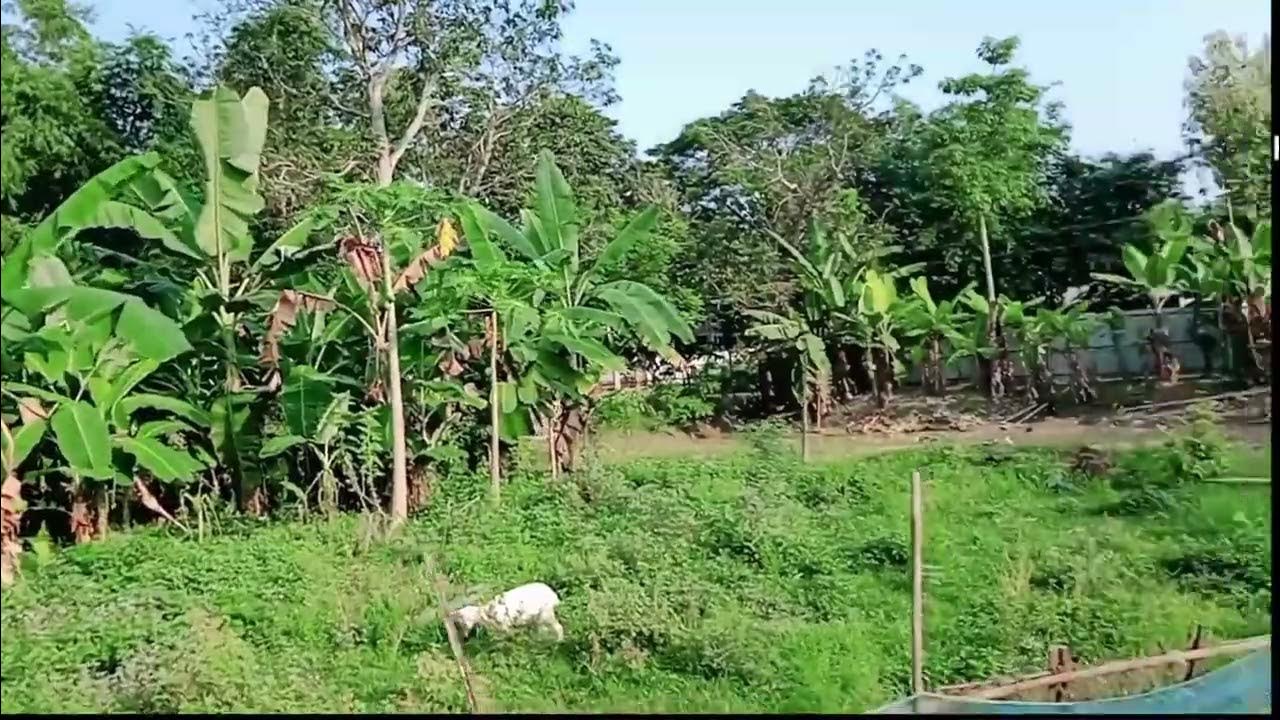 my first vlog II My first Video on Youtube II Afruj Vlog II - YouTube