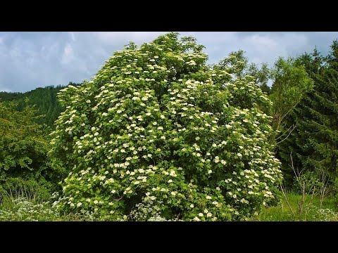 The Elder Tree Mother, by Hans Christian Anderson - YouTube