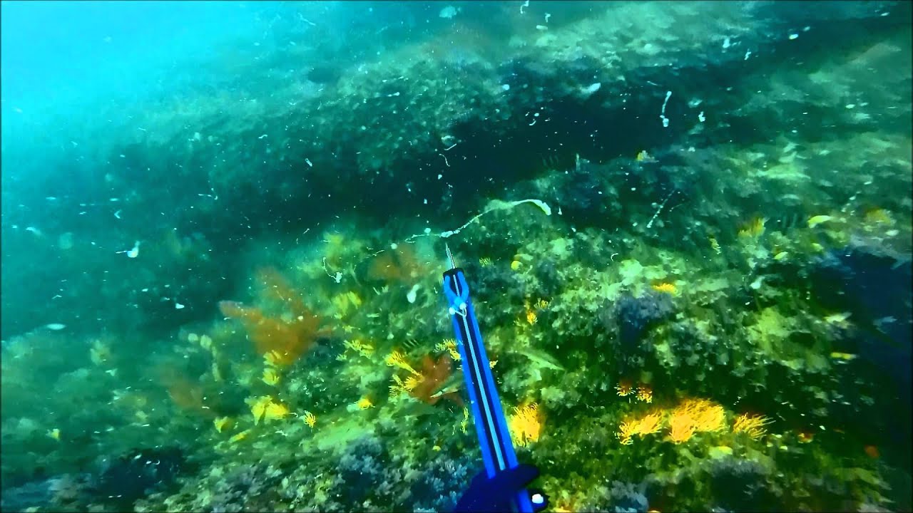 Spearfishing in the Eastern Cape of Southern Africa: Take 2 - YouTube