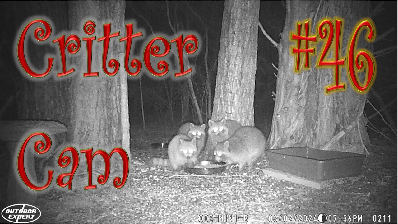 Critter Cam #46 - Group Photo - YouTube