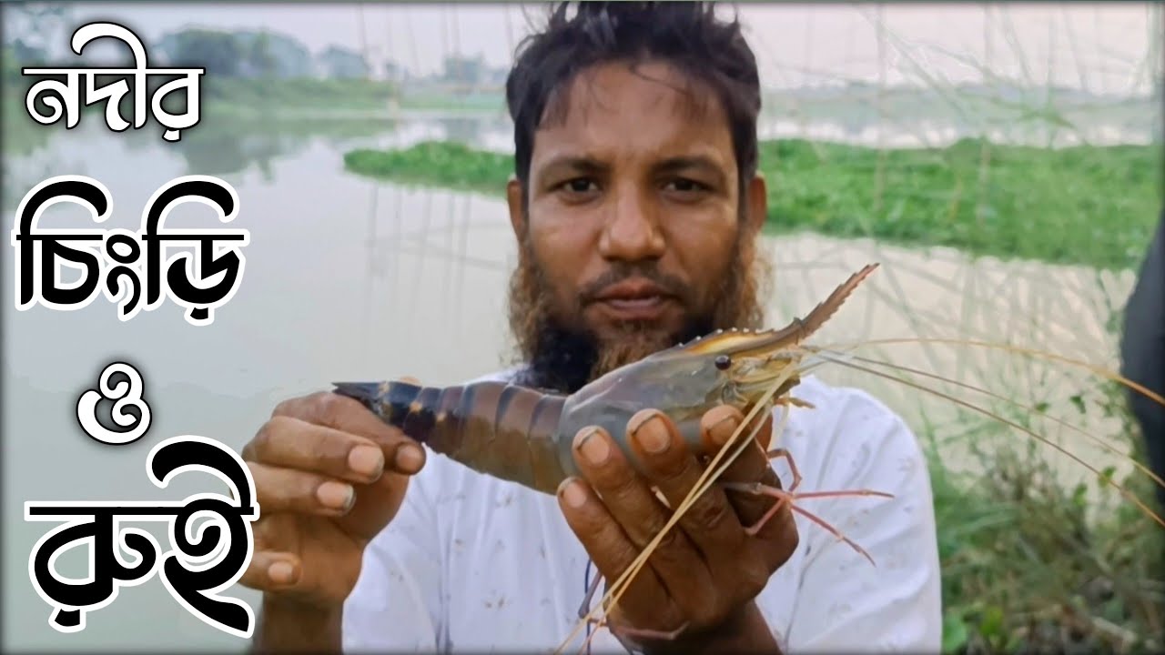 ইছামতী নদী থেকে বিশাল চিংড়ি ও রুই মাছ শিকার | Incredible River Fishing ...