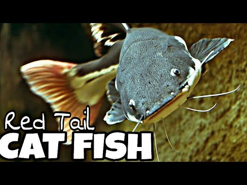 RED TAIL CAT FISH, Lele Ekor Merah dari Amazone - YouTube