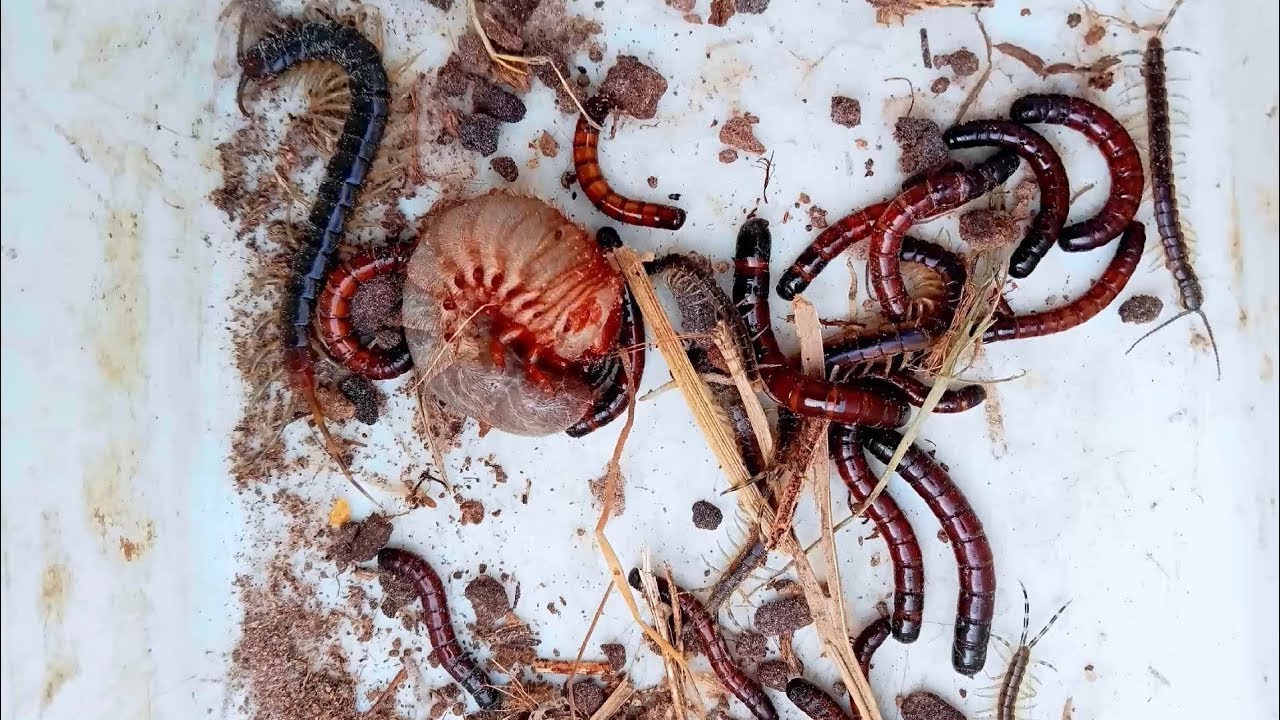 Looking insects under coconut tree meet giant worms, Centipede and more ...