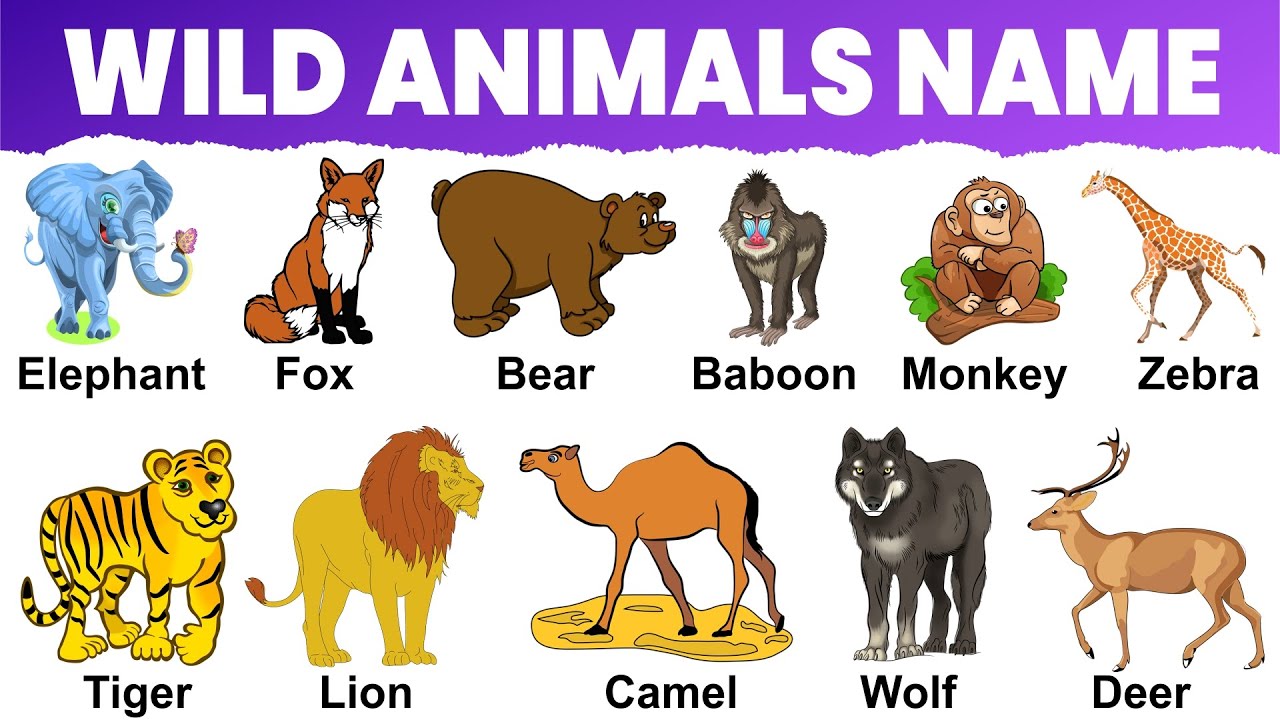 Wild animals name in english with pictures | Jangli janvaro ke naam ...