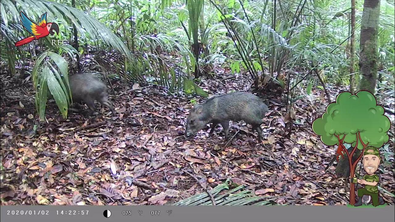 Friends of Rio & Amigos do Rio - Amazon Rainforest Camera Traps ...