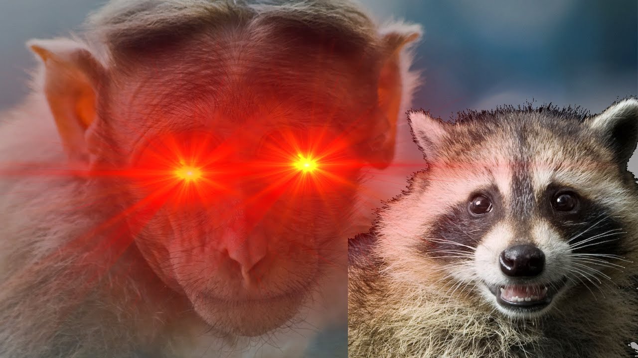 monkey yeet raccoon - YouTube
