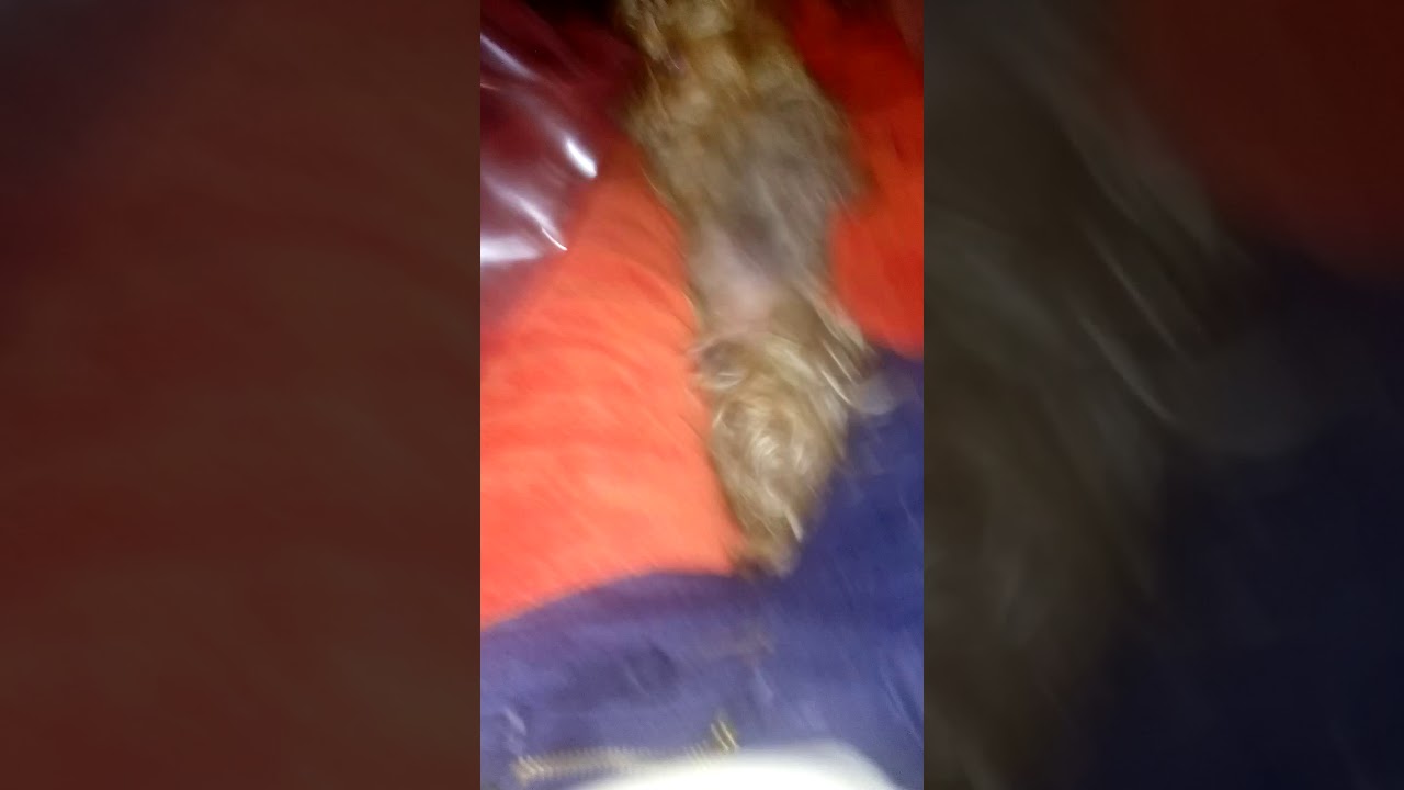 El perro mamon y feliz navidad a todos💗 - YouTube