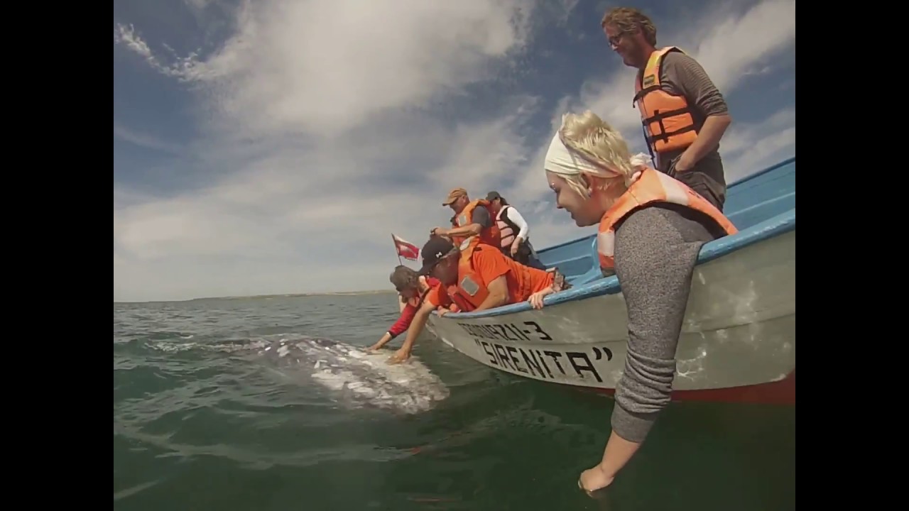 Whale Magic Tour Feb 27 2017 - YouTube