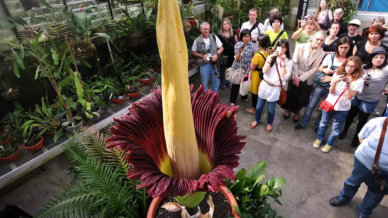 Amorphophallus titanum: The Enigmatic Corpse Flower - YouTube