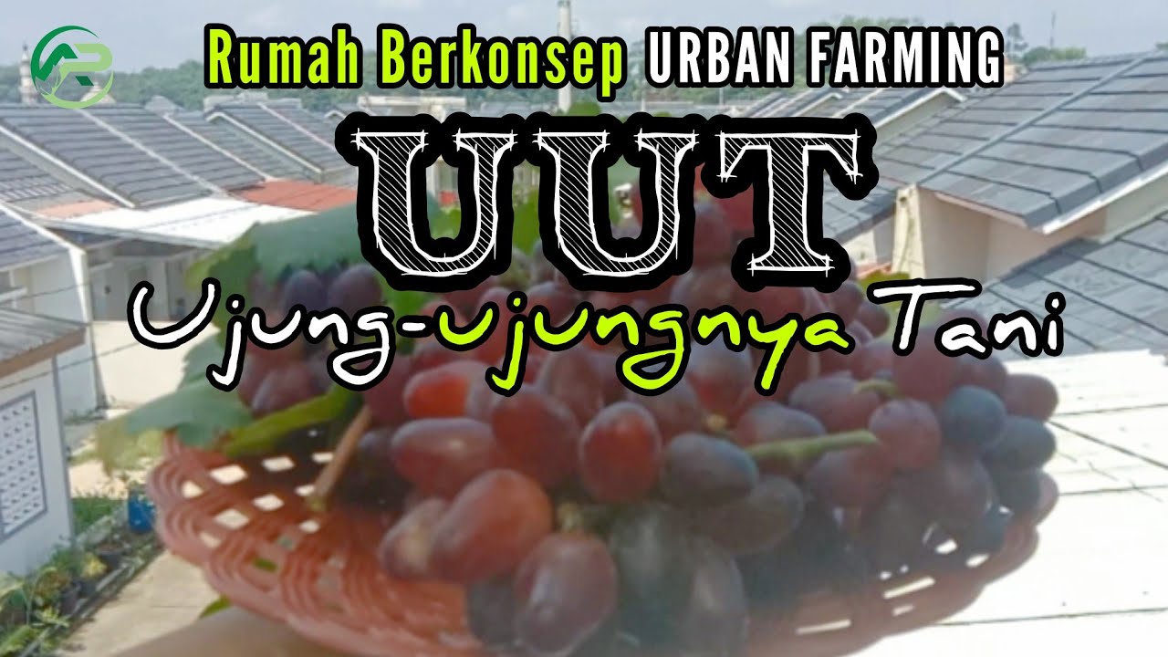 Anggur Donetsky Belajar Buah di Rooftop || Kembali Ke Desa Integrated ...