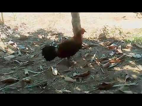 Saib ntsuag qaib ua ke nawb pib khav lawm ntag nawb…. - YouTube