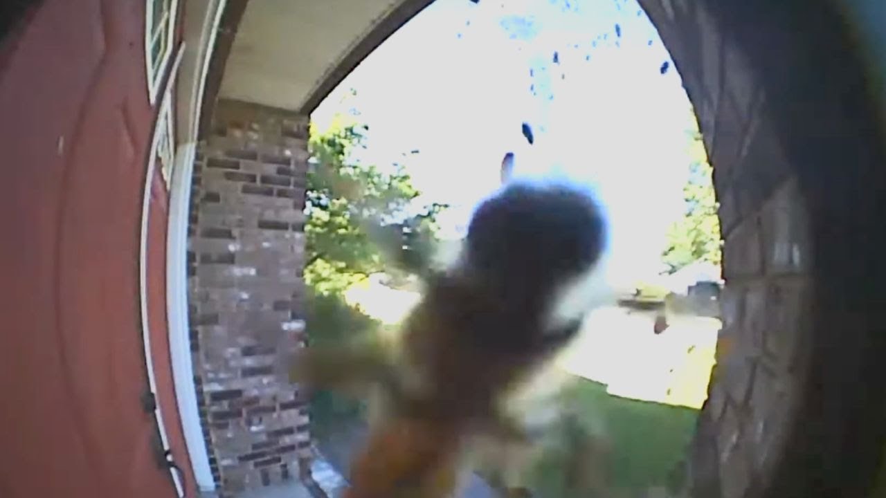 swarm of bees attack camera - YouTube