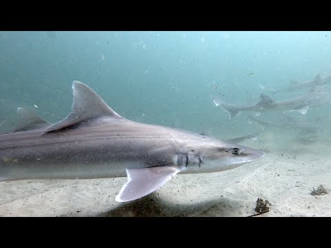 Smooth Dogfish (aka Sand Sharks) - YouTube
