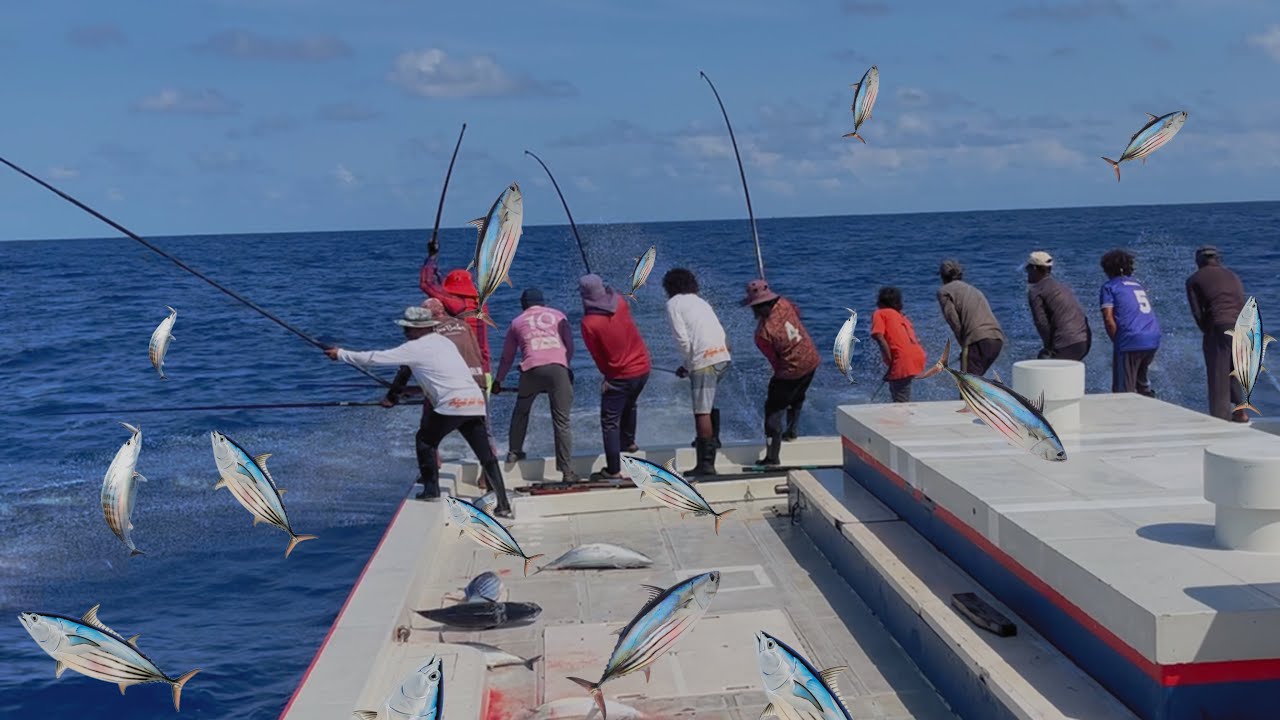 SKIPJACK TUNA FISHING IN MALDIVES Most sustainable method in the world ...