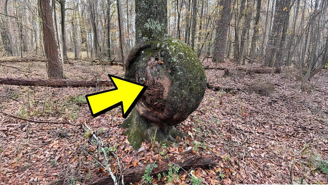 Old Tree Had a Huge Lump, Workers Cut it Open and Called 911! - YouTube