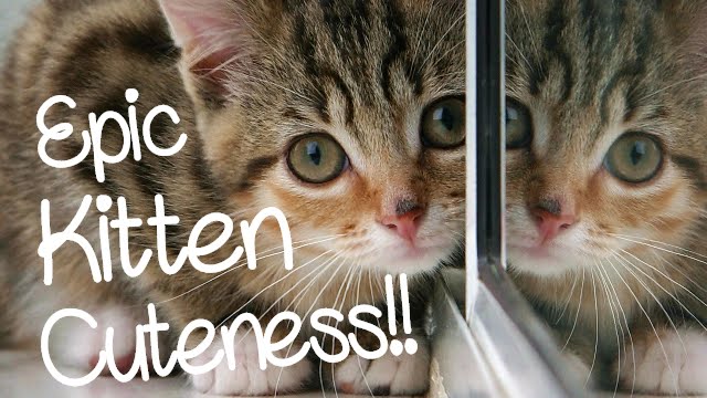Epic Kitten Cuteness!! Tons of Super-Cute Kitties, Kittens and Cats! By ...