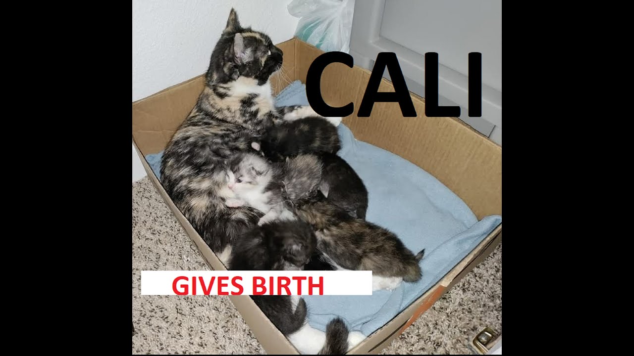 Cali the Cat Gives Birth - YouTube