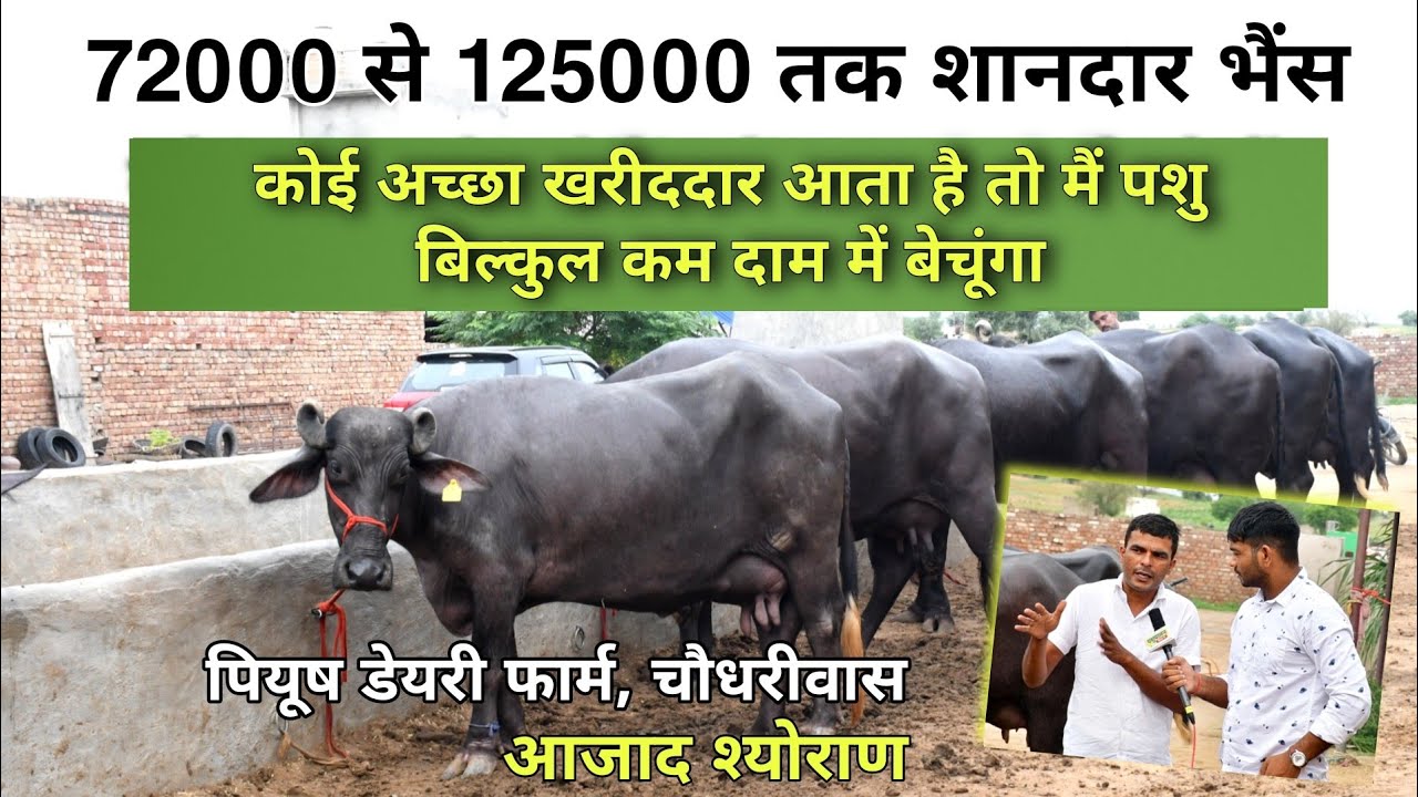 72000 से 125000 तक शानदार भैंस, मैं पशु बिल्कुल कम दाम में बेचूंगा ...