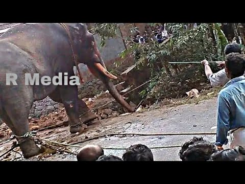 പാപ്പാൻ ഉറങ്ങുന്ന സമയത്ത് വഴക്കാളി ആനക്കടുത്ത് പോയ കുട്ടി | elephant attack kerala - YouTube