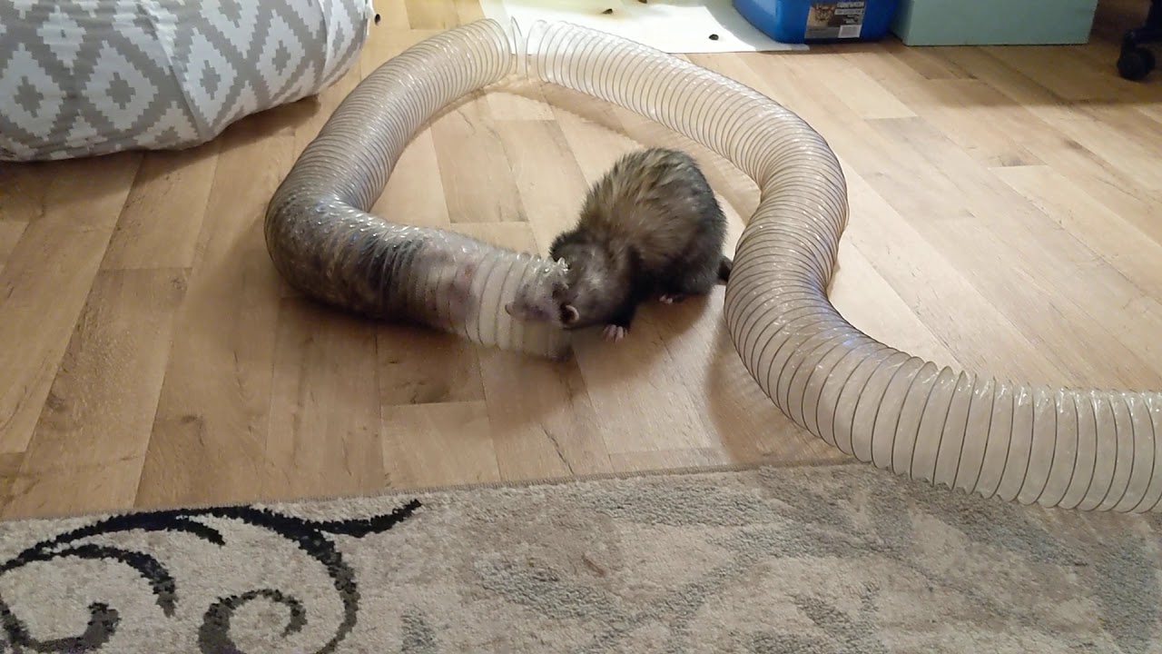 Ferrets Playing - YouTube