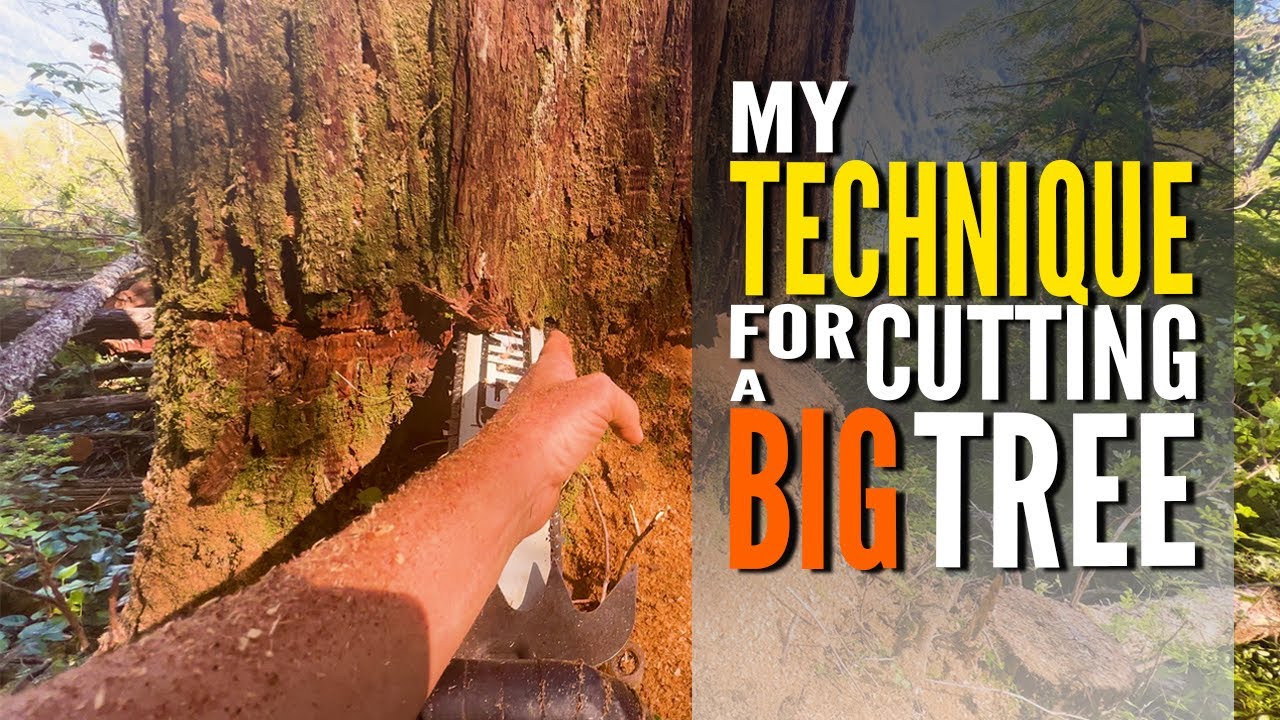 Back Cut Tips | Foggy Weather | Heli-Logging - YouTube