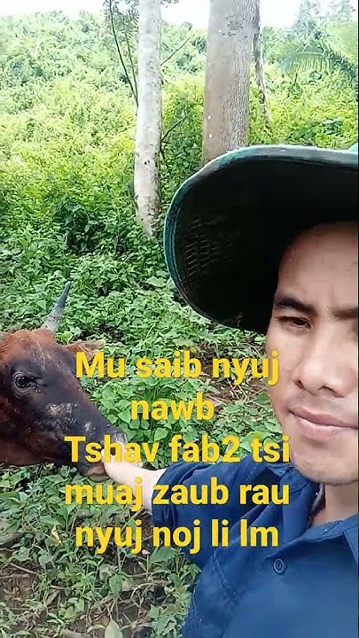 mu saib nyuj nawb tshav nyuj fab2 tsi muaj zaub rau nyuj noj li lm os - YouTube