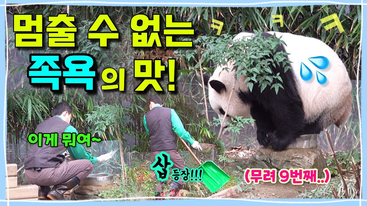 Ep161 무려 발을 9번이나 담그는 개구장이 푸바오 어머니와💕💦 삽들고 물퍼내기 바쁜 송바오님💁🏻♂️ 엄마 푸도 할래요 에버랜드 판다월드