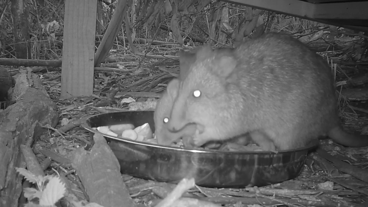 Cheeky Animals Explore at Night - YouTube