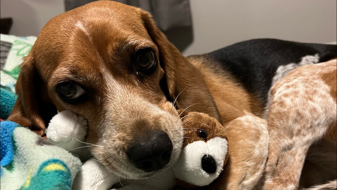 My Dogs are so OVER Winter - YouTube