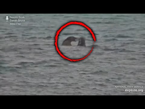 Fat Bear Week Delayed After Deadly Fight Between 2 Bears