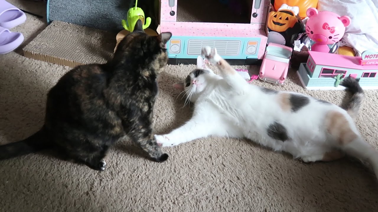 Toffee bunny kicks Biscotti in the face - YouTube