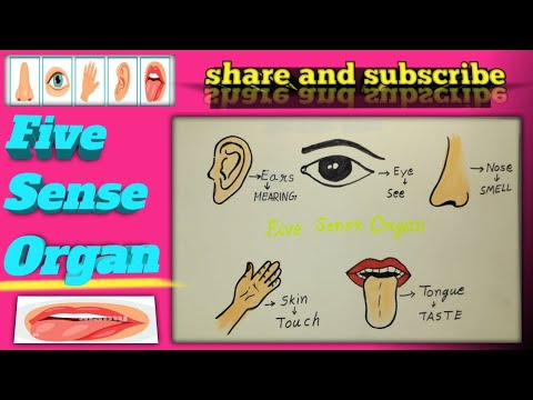 How to draw 5 sense organs easily || 5 Sense Organ Drawing || Feel The ...