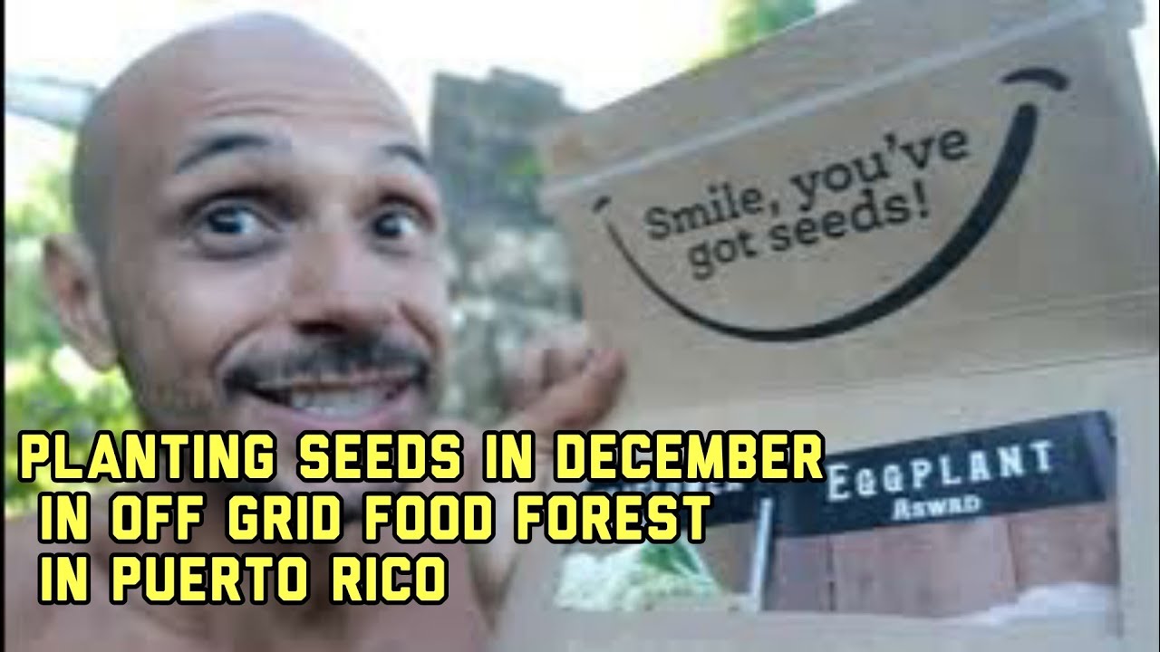 Planting Seeds In December in Off Grid Food Forest In Puerto Rico - YouTube