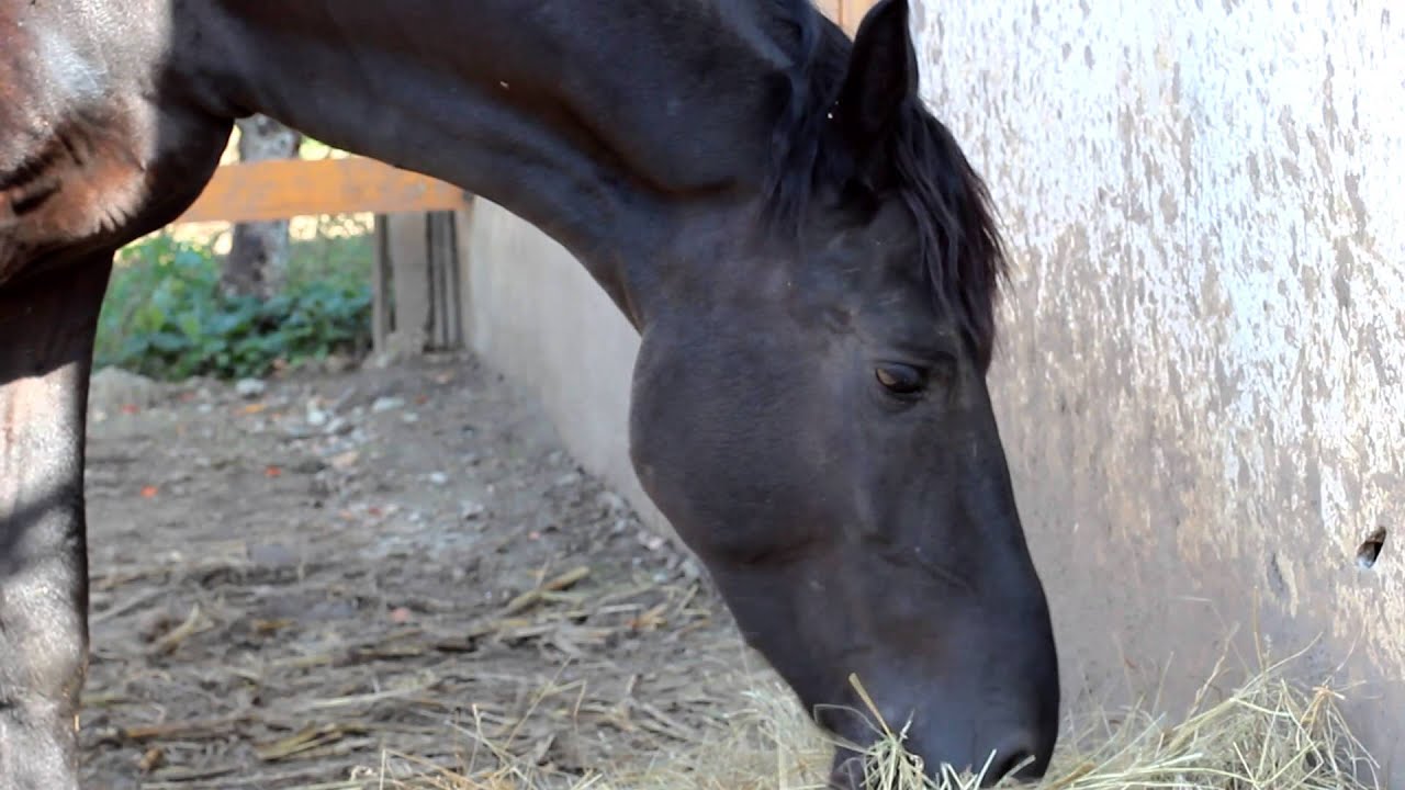 Horse videos 12 - Free HD stock footage - YouTube