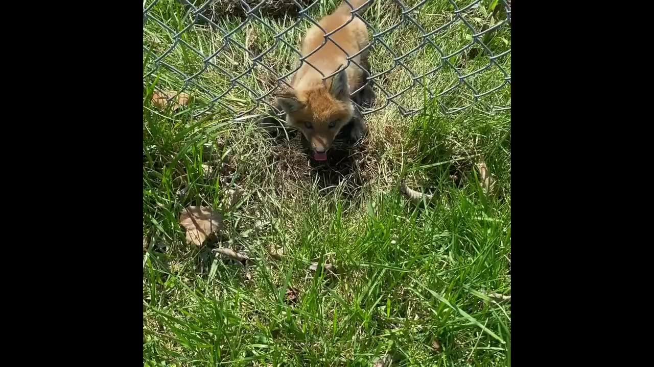 Lexington-Fayette animal control rescues baby fox caught in fence - YouTube