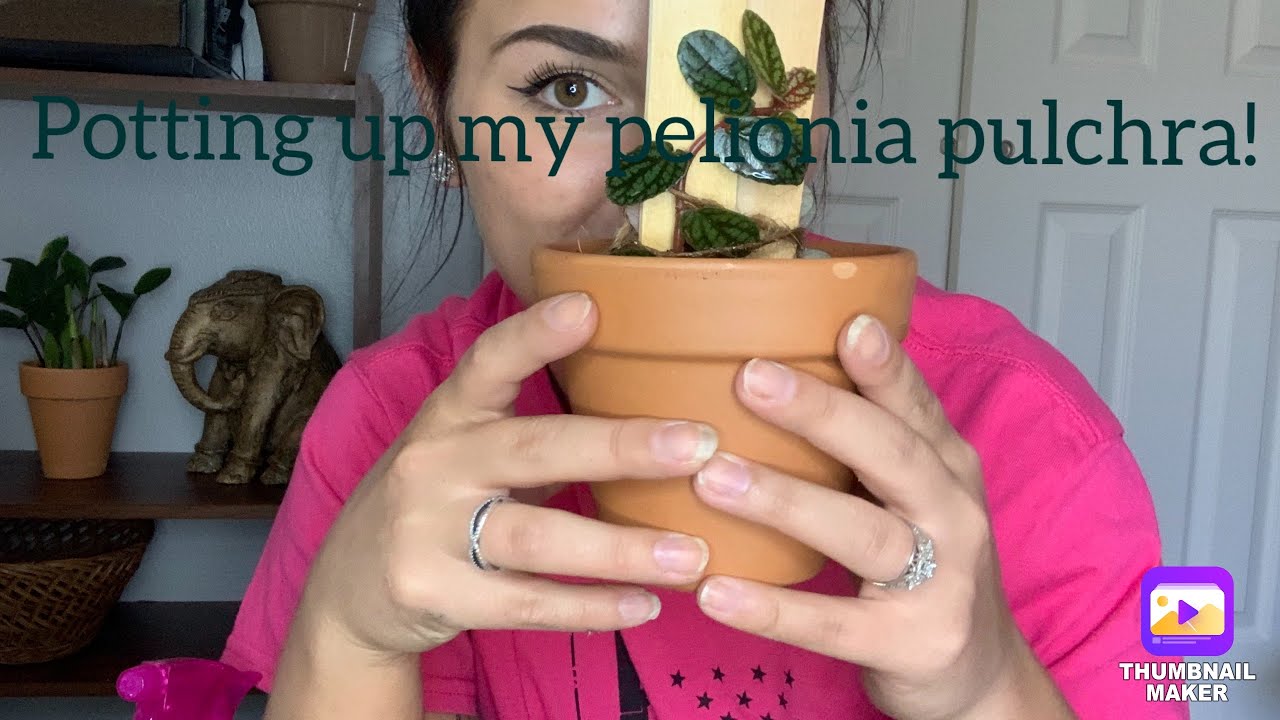 Potting up my Pellionia Pulchra| Shingle plant - YouTube