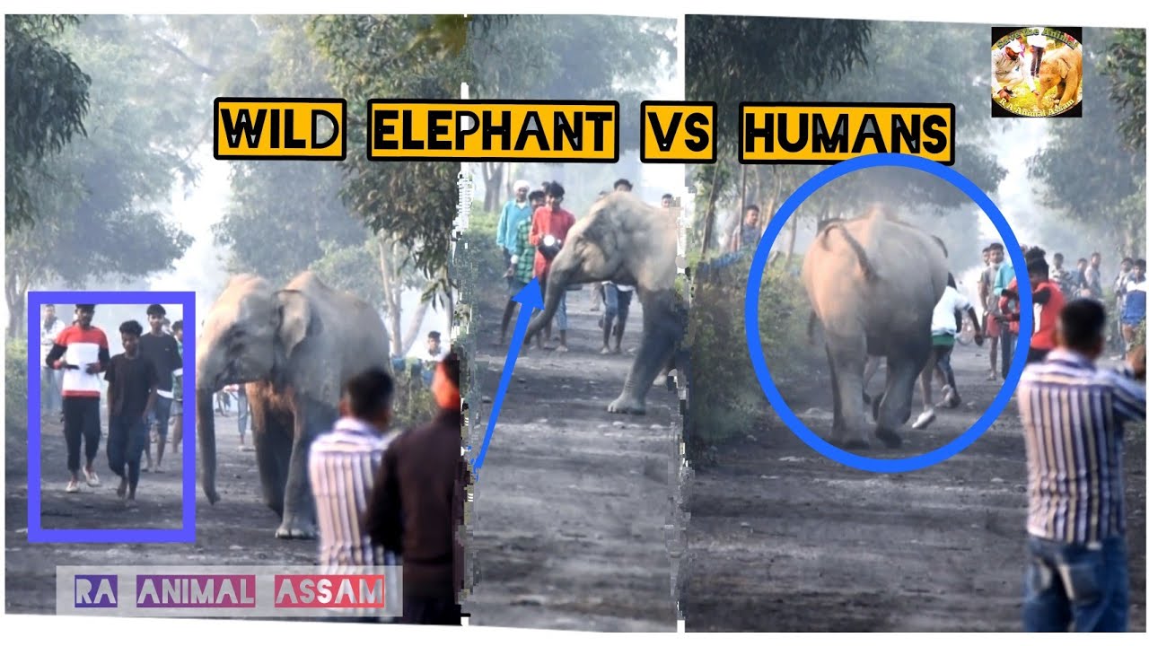 WILD ELEPHANT vs HUMANS . - YouTube