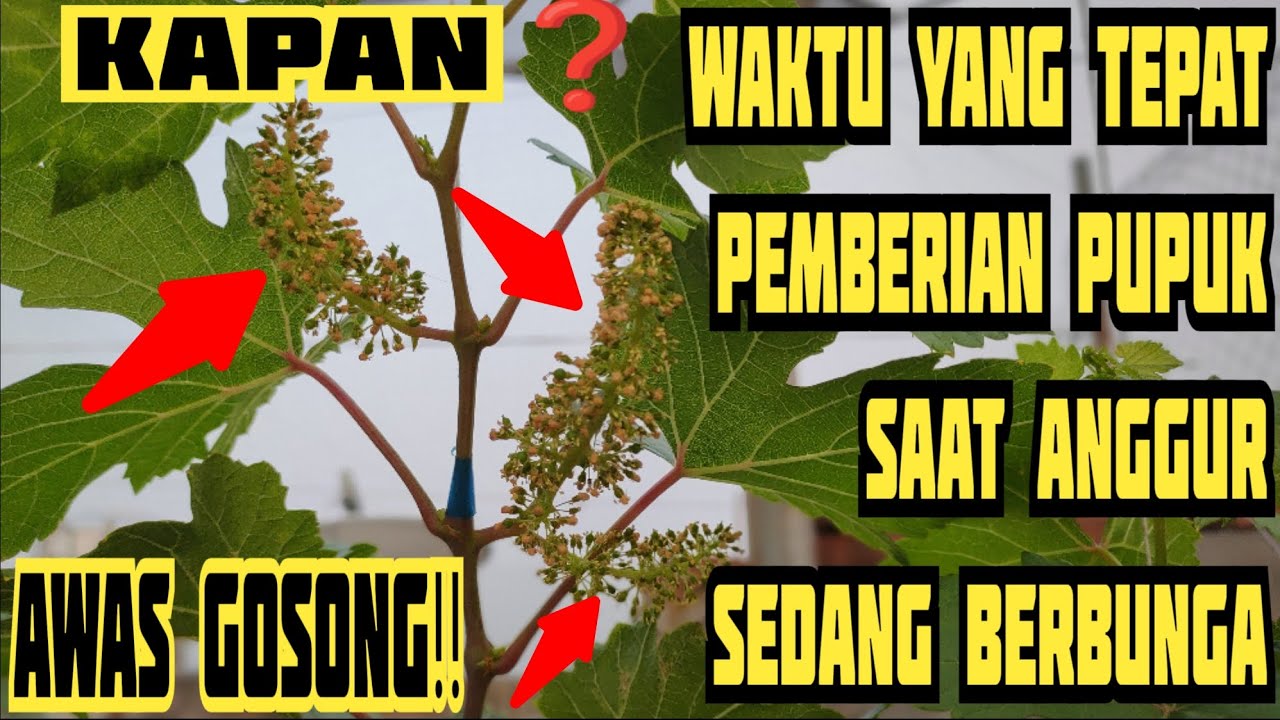 Cara Pemupukan Pohon Anggur Saat Sedang Berbunga‼️ Youtube
