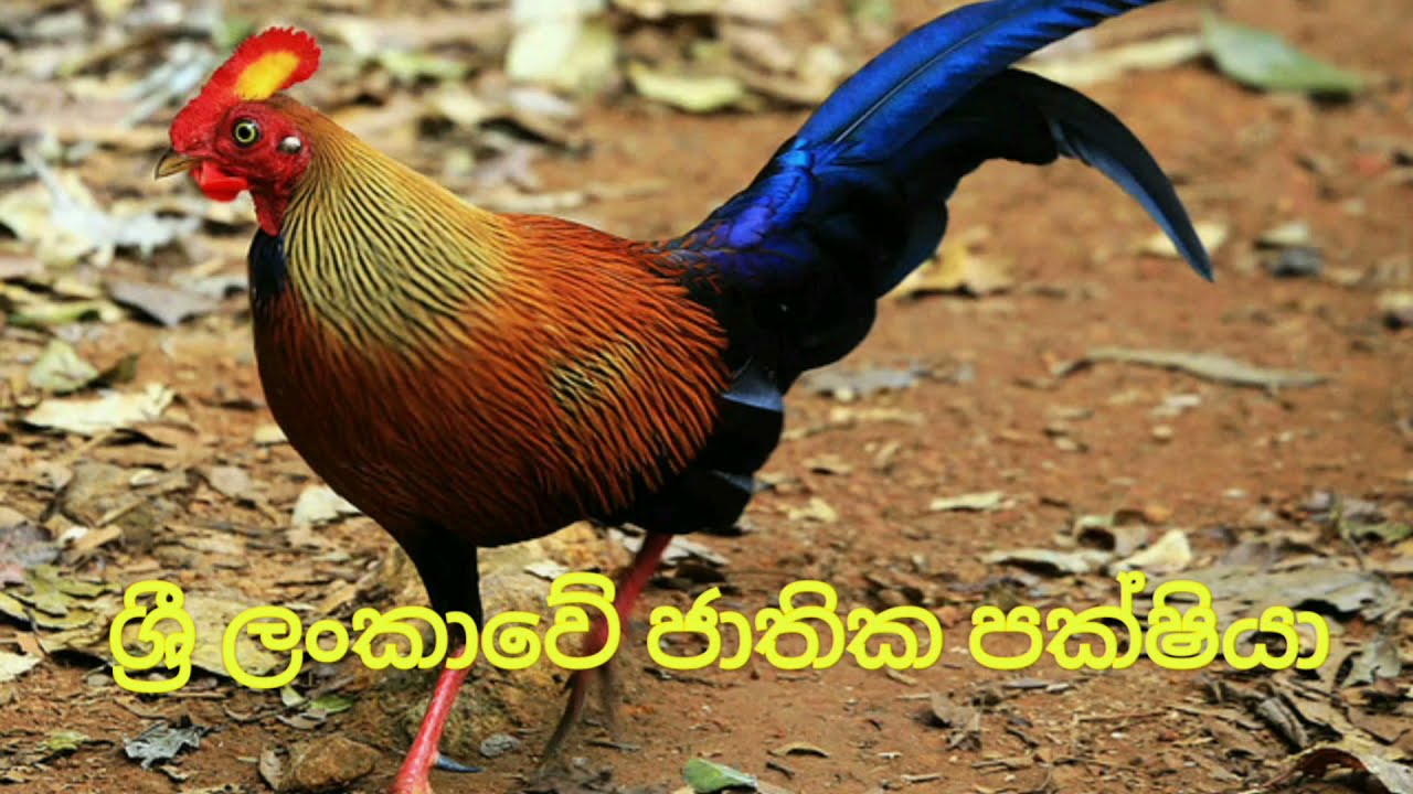 වළිකුකුළා | Walikukula | Sri Lanka Junglefowl | National Bird of Sri ...