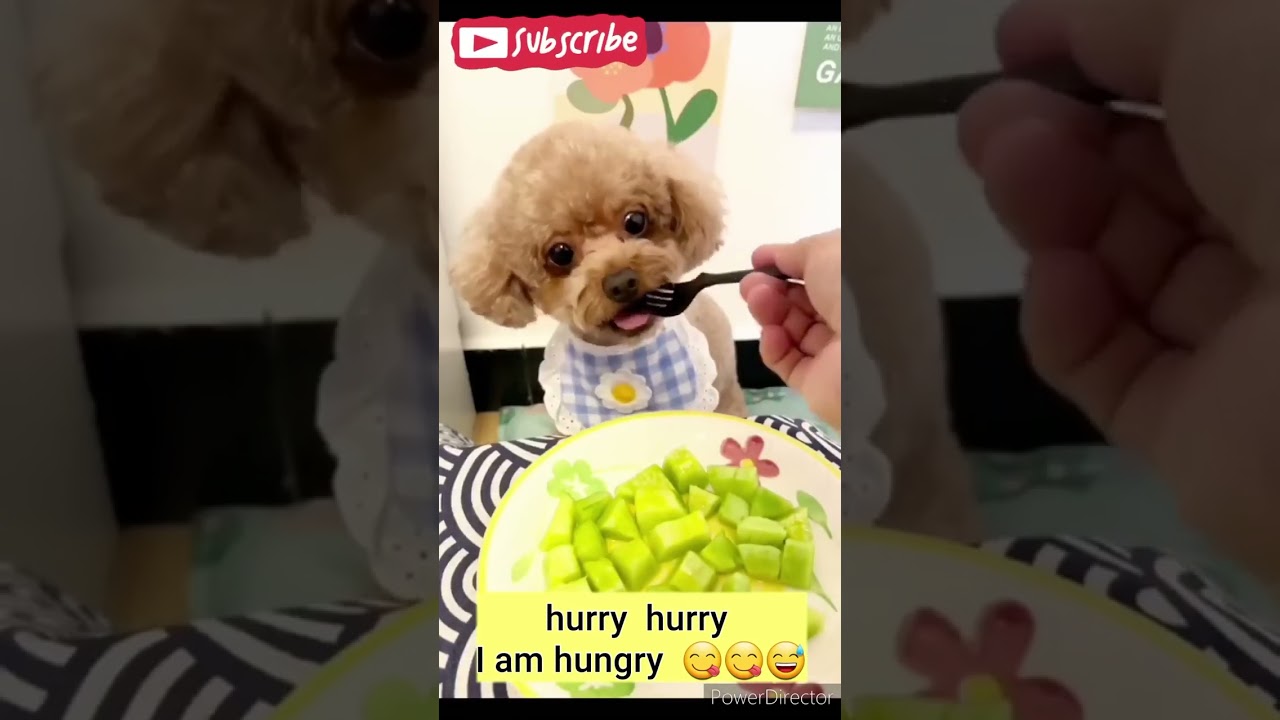 Vicces videók Bakik - vicces emberek 2022 - legjobb vicces videók 2022 ...