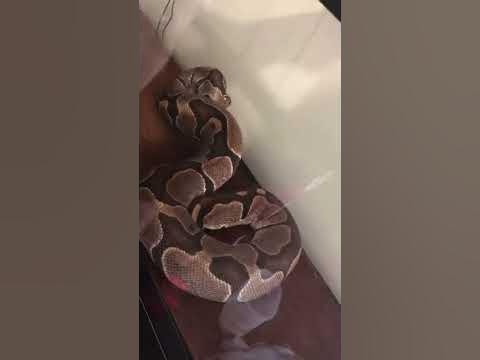 Dame Exotics! Watch this big ball python bite! Graphic! - YouTube