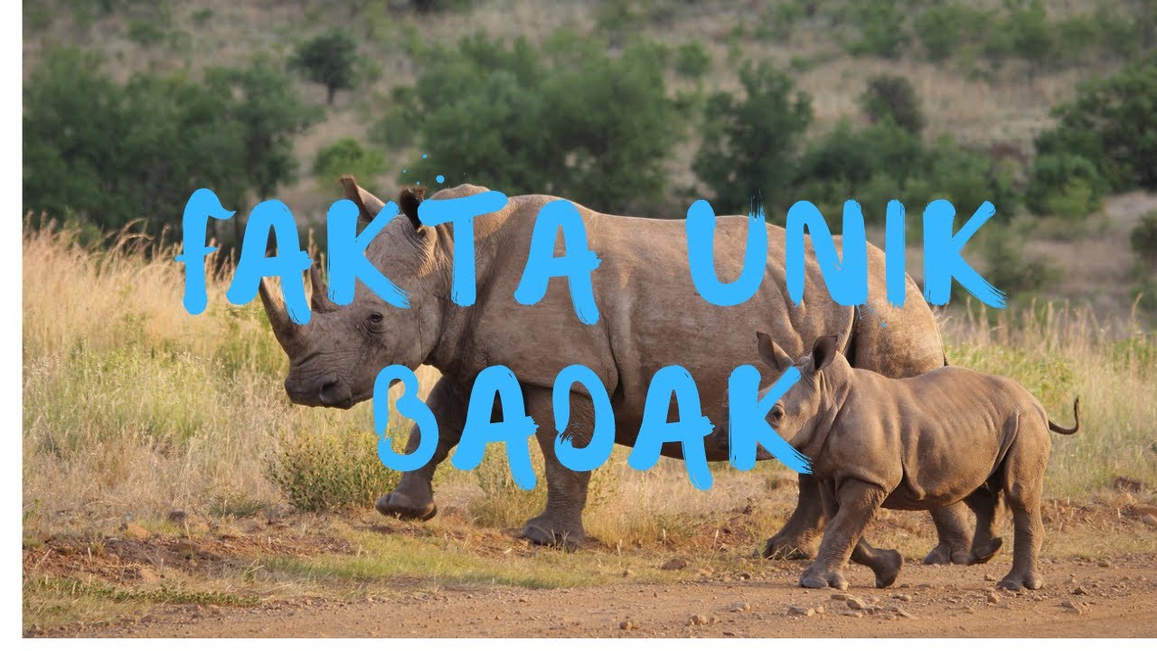 Kenalin Fakta Unik dan Menarik Hewan Badak Bercula - YouTube