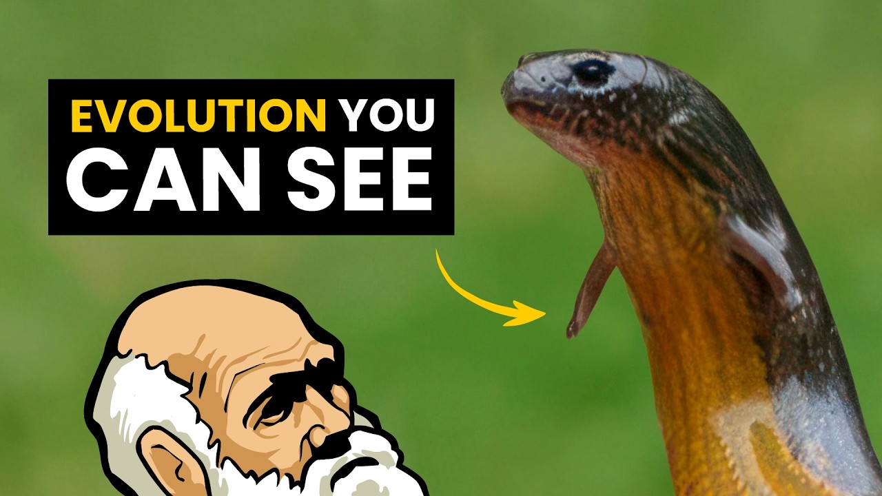 Darwin's Monster: The Australian Three-Toed Skink - YouTube