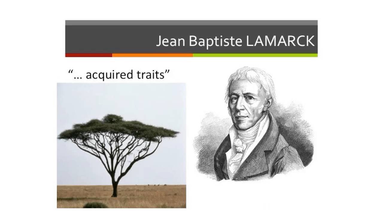 Evolution Theory L1 Lamarck - YouTube