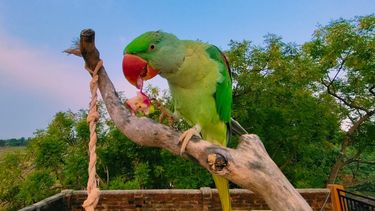 Best Talking Mitthu In The India । बोलने वाला पहाड़ी तोता कैसे मिला ...