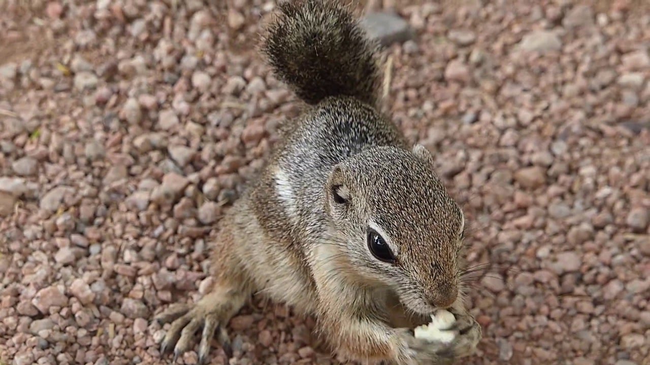 Popcorn Eating Ground Squirrel - YouTube