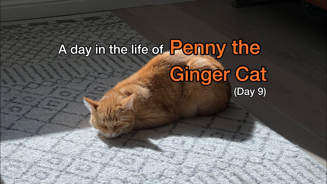 A Day in the Life of Penny the Ginger Cat - Day 9 - YouTube